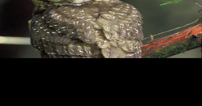 WDFW reviews status of northern spotted owl on endangered species list ...