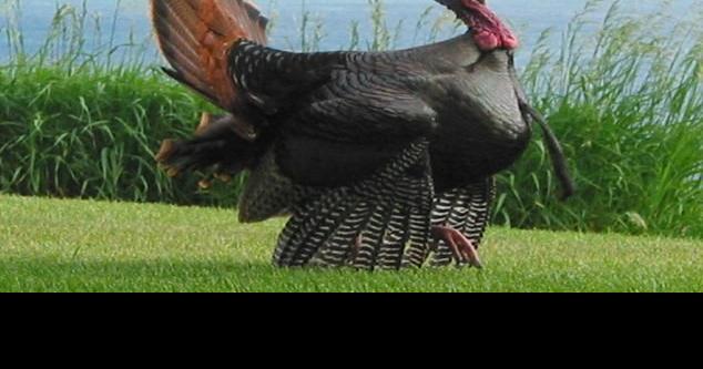 Scientists: Tumor-causing virus widespread in wild turkeys | Spokane ...