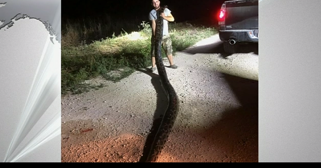 More than '2 miles of pythons' have been caught in Florida as part of ...