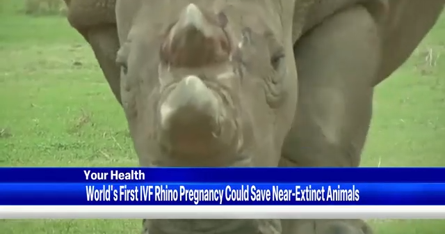 World's first IVF rhino pregnancy could save near-extinct animals ...