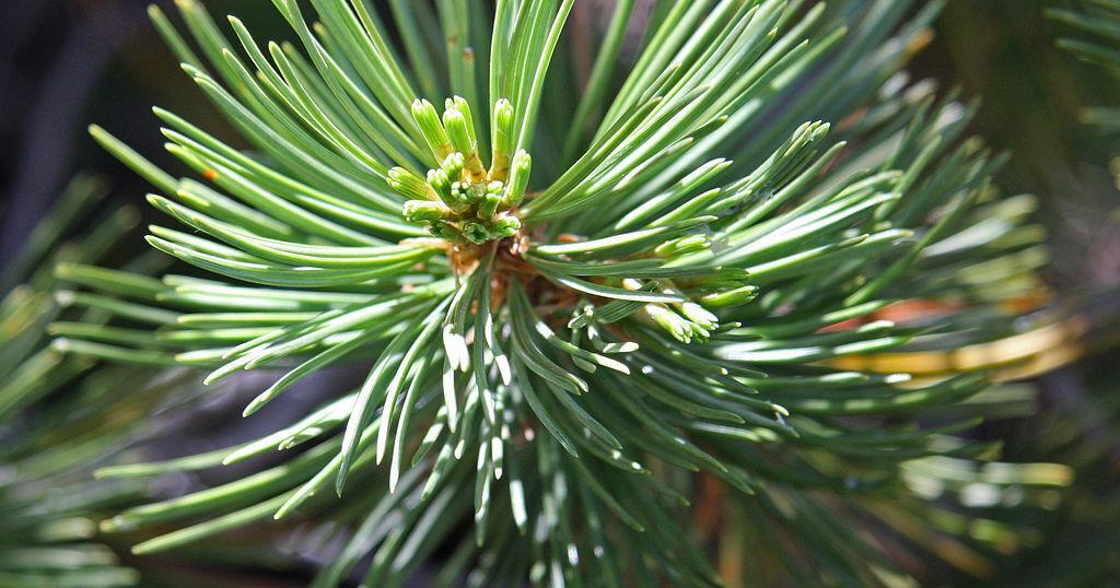 City of Spokane giving away free trees in celebration of Earth month ...