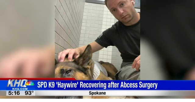 Spokane police K9 undergoes emergency surgery | Spokane News | khq.com