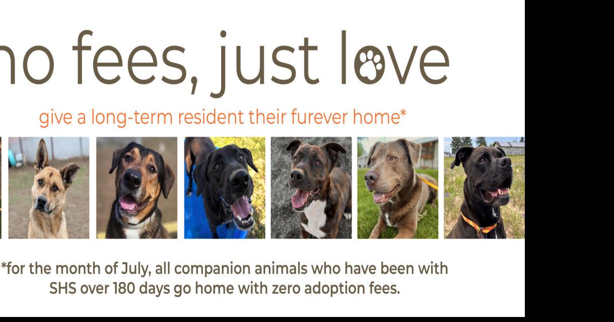Spokane Humane Society offering animal adoption with no fees for dogs ...