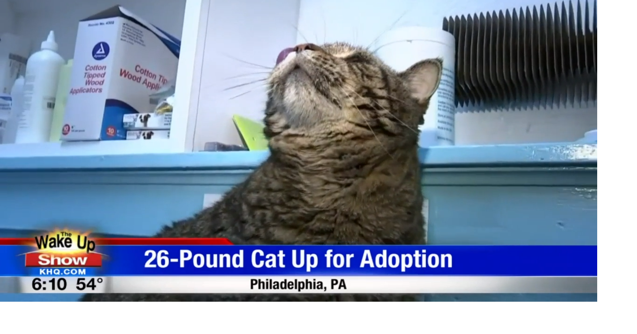 26-Pound Cat Up for Adoption | News | khq.com