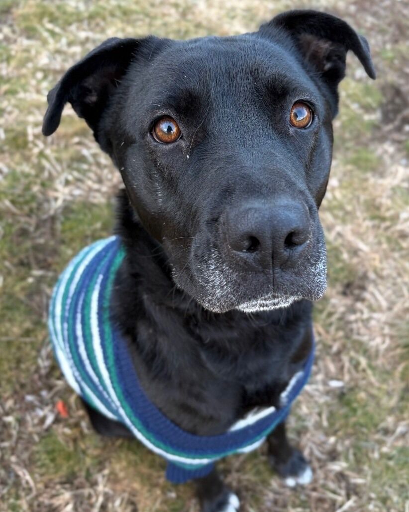 Spokane Humane Society to host adoption event for dogs and felines ...