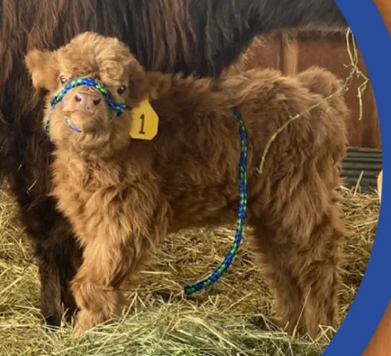 Spokane County Interstate Fair names new mascot | Spokane News | khq.com