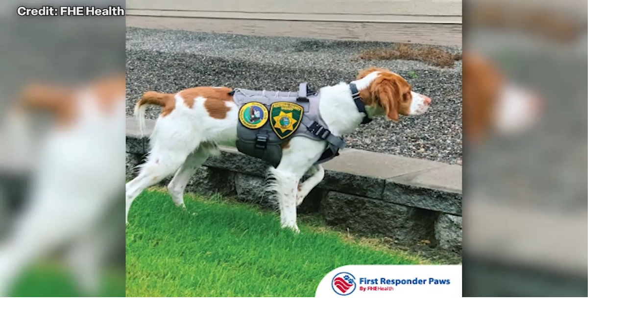 Kootenai County Sheriff's Office Therapy dog nominated for national ...
