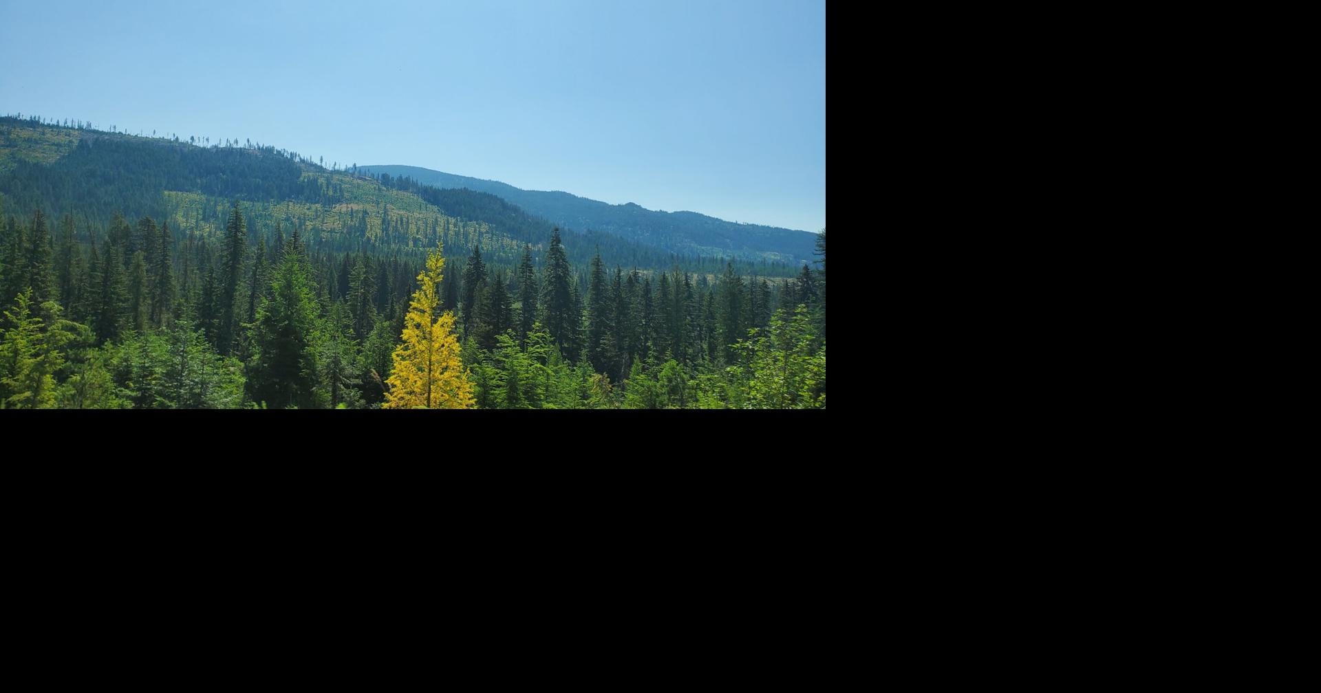 Washington DNR and WSU to host 'Forest Owner Winter School' events ...