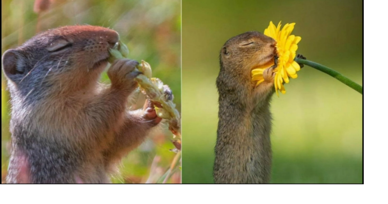 Spokane woman captures own version of flower-smelling squirrel after ...