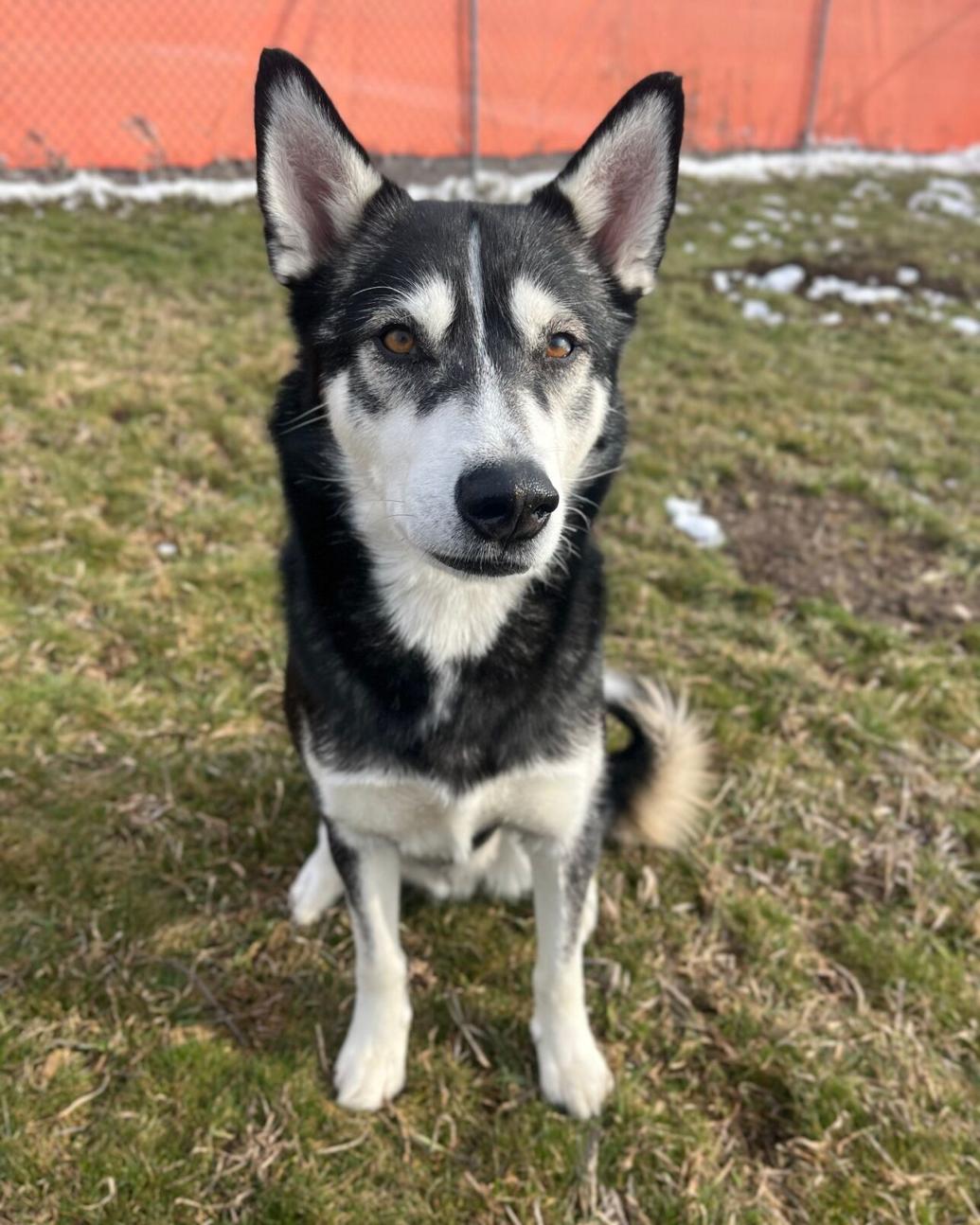 Spokane Humane Society to host adoption event for dogs and felines ...
