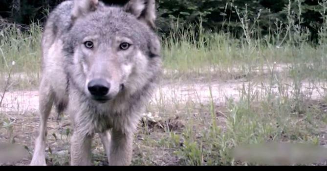State to try nonlethal measures after wolves attack cattle in Stevens ...