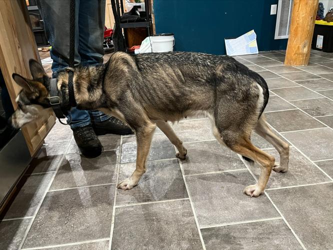 Bonner County residents work to save 'starved, scared' abandoned dogs ...