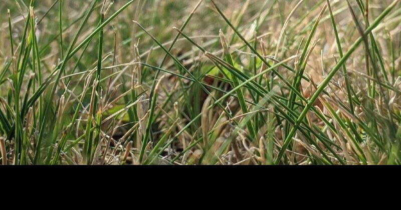 A lack of green in the Spokane County Parks and Rec budget means less ...