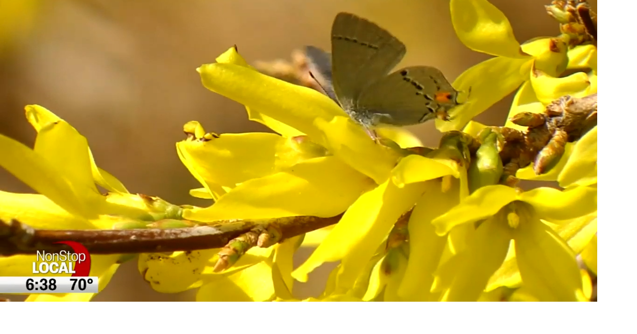 It's allergy season in Spokane. Here's how you can better manage them ...