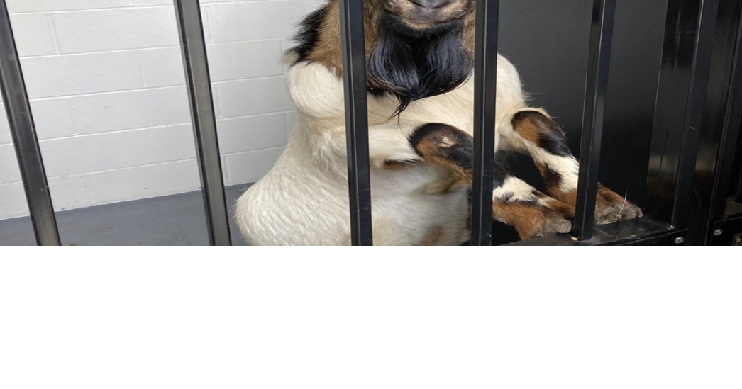 Goat waking up behind bars in Tacoma | Spokane News | khq.com
