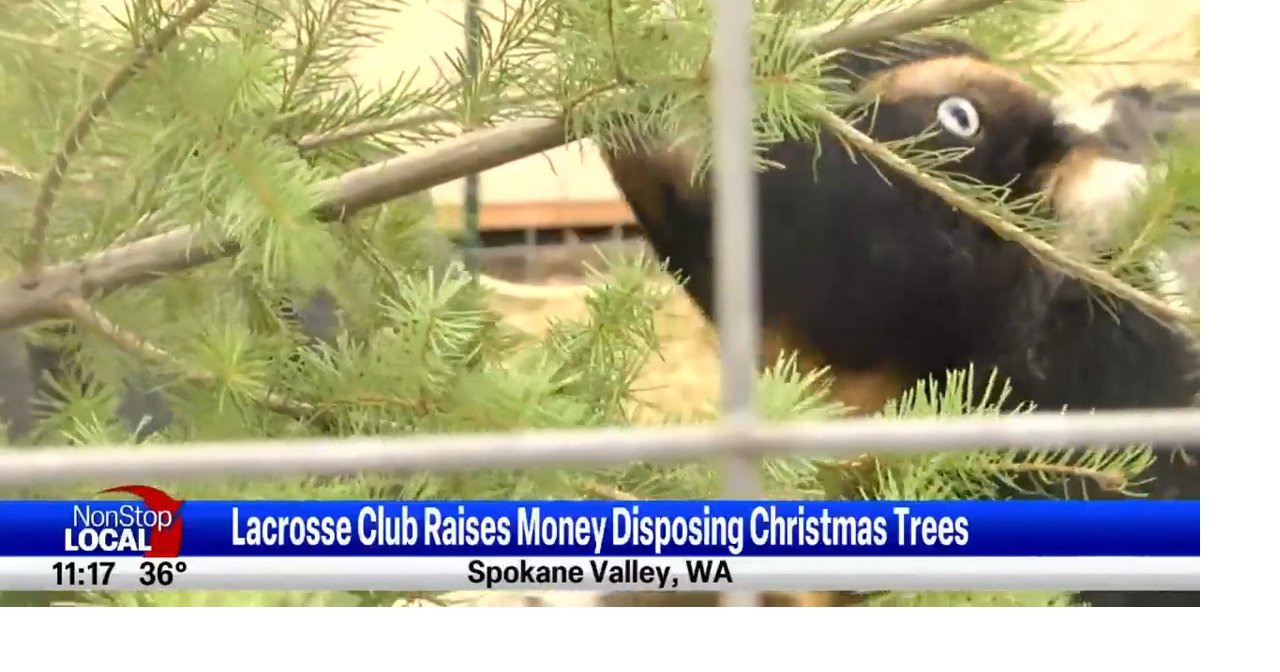 Money Tree Spokane Valley