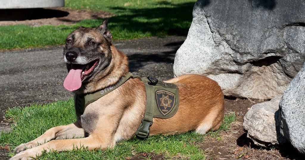 KCSO K9 Manus laid to rest | Spokane News | khq.com