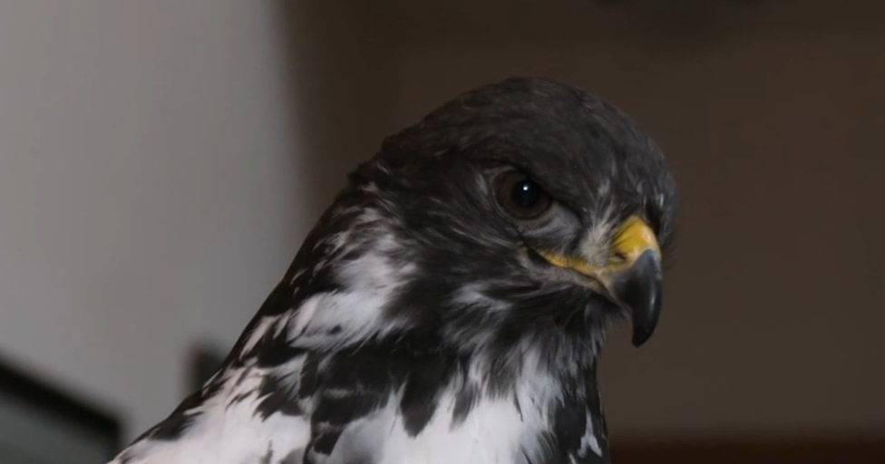 'Spokane's very own Seattle Seahawk,' meet Taima the actual hawk ...