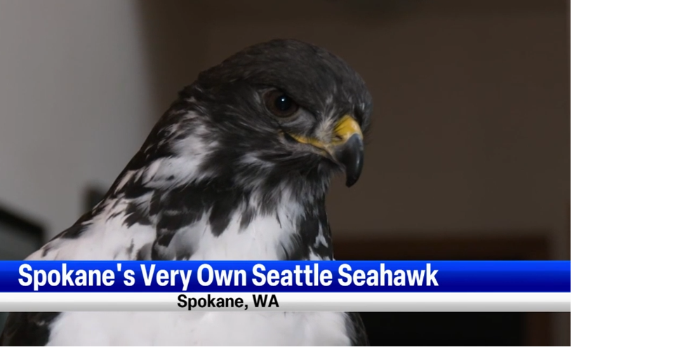 'Spokane's very own Seattle Seahawk,' meet Taima the actual hawk ...