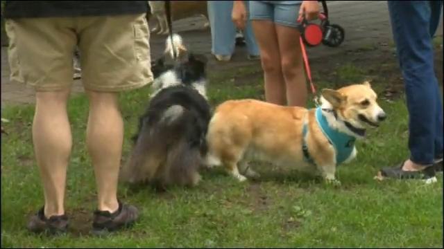 CUTE ALERT: Annual Corgi walk takes place in Portland | News | khq.com