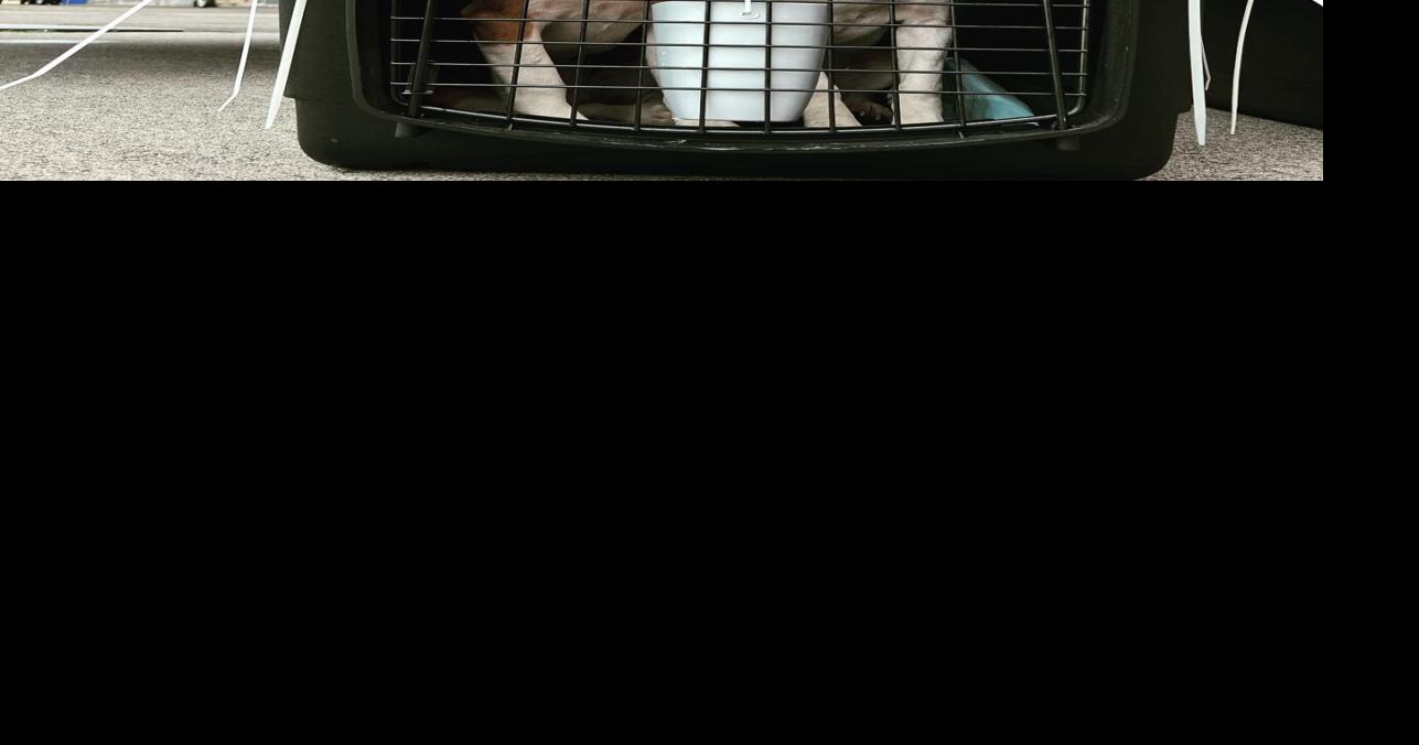 Local animal shelters taking in dozens of beagles rescued from medical ...