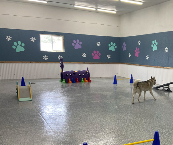 New dog daycare and brewery launches in Post Falls | Spokane News | khq.com