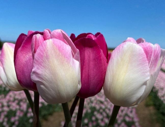 Tulip bulb mixes made in honor of 4 University of Idaho students ...