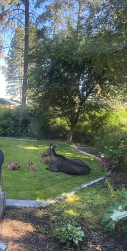 North Spokane moose returns with rare triplet calves | Spokane News ...