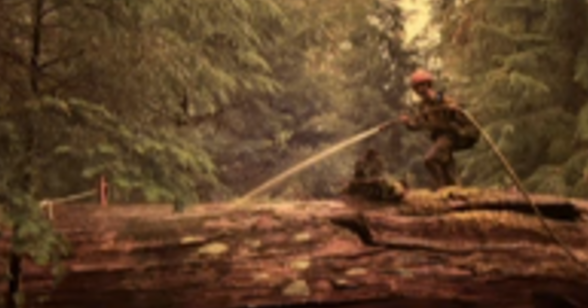 cedar tree catching fire