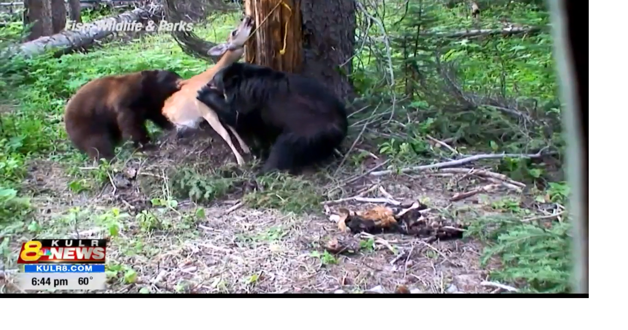 How to survive a bear encounter: tips from the National Park Service ...