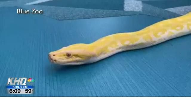 Snake on the loose in Louisiana mall now found | Top Story | khq.com