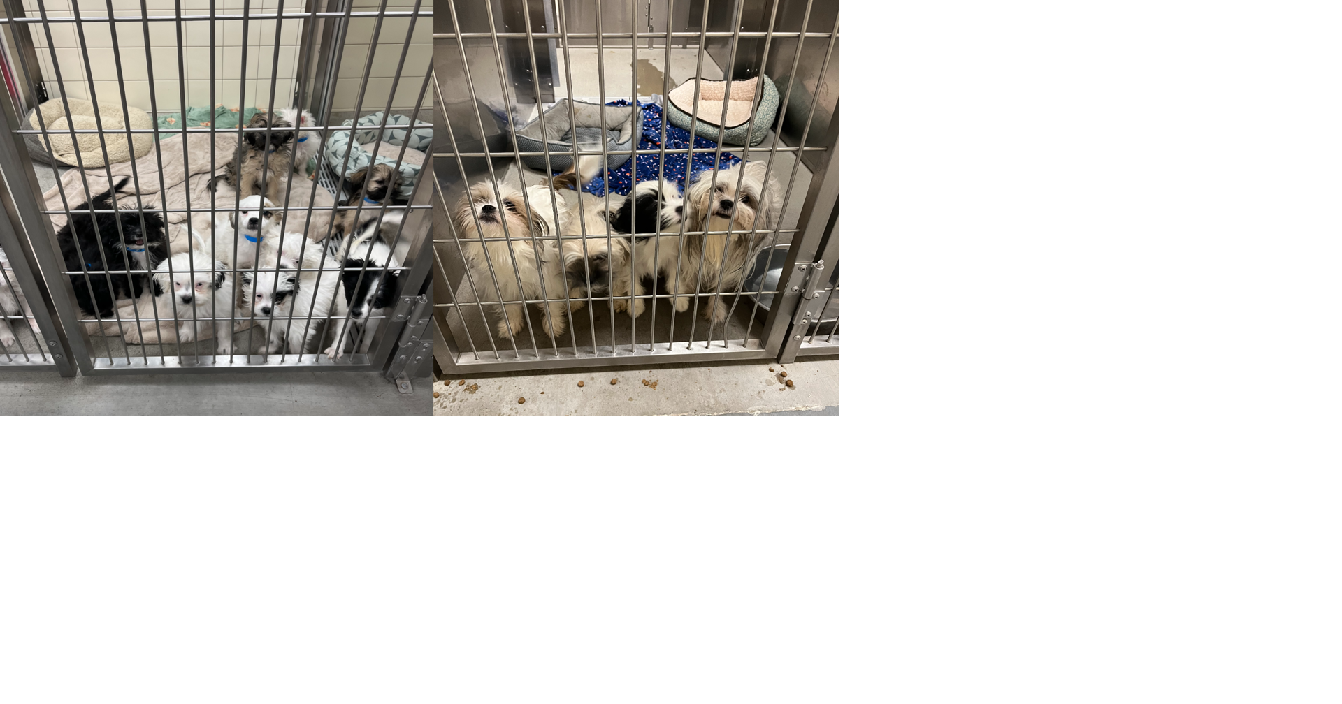 Puppies and dogs ready for adoption at SCRAPS in Spokane | Spokane News ...