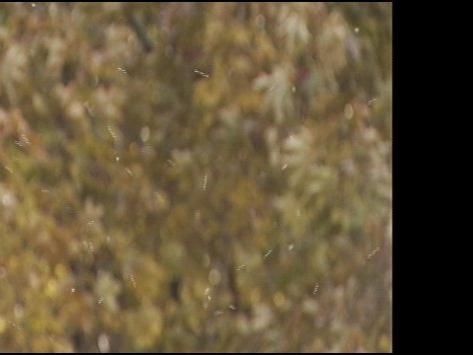 Blue ash aphids invade Spokane | News | khq.com