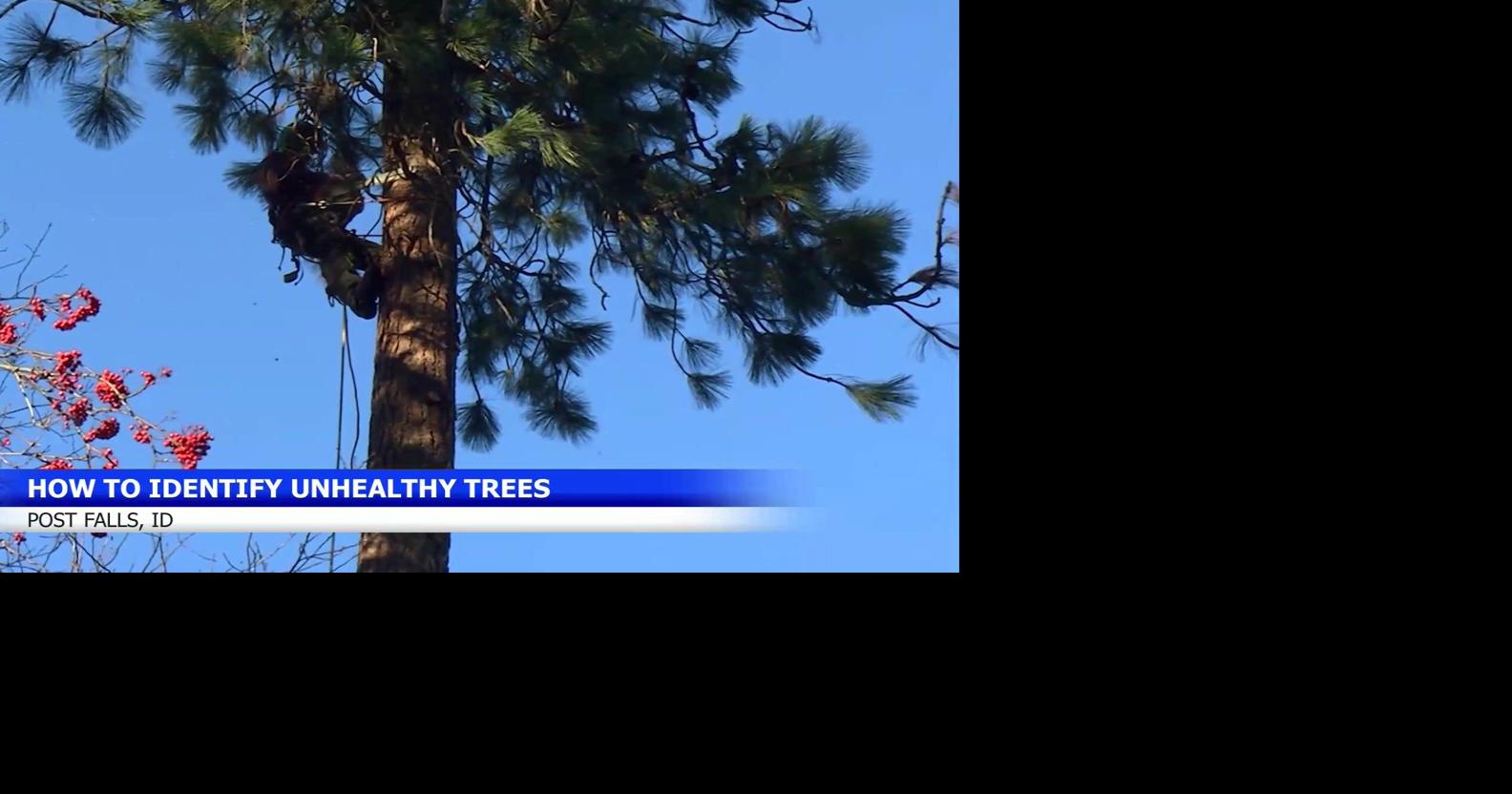 How to identify unhealthy trees following recent storm weather ...