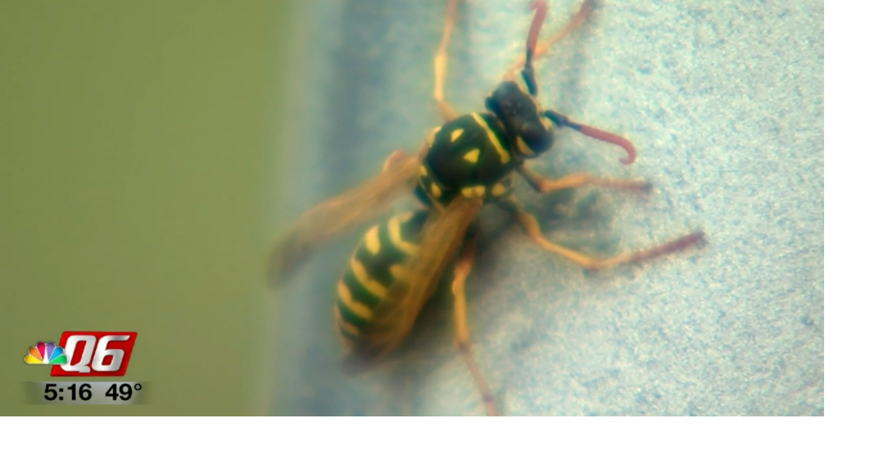Yellow jacket season returns to the Inland Northwest | Spokane News ...