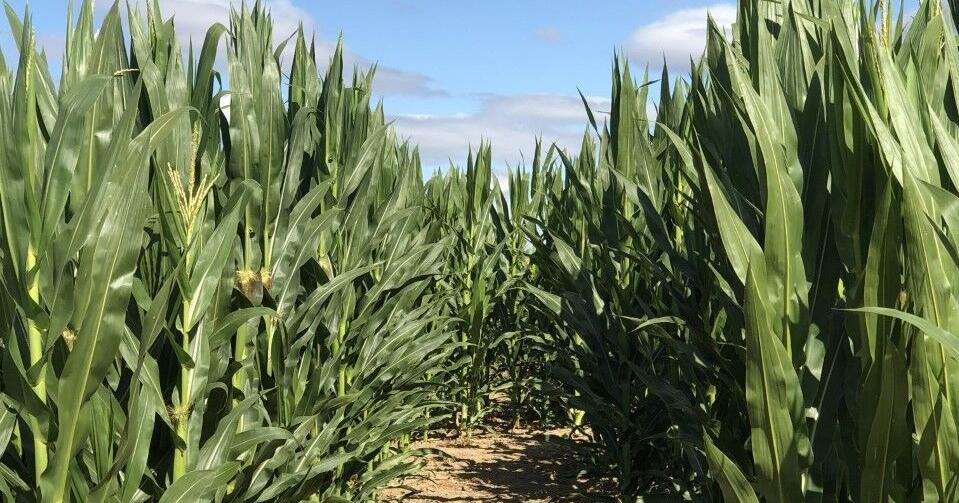 Get lost in the a-MAIZE-ing corn maze at Beck's Harvest House ...