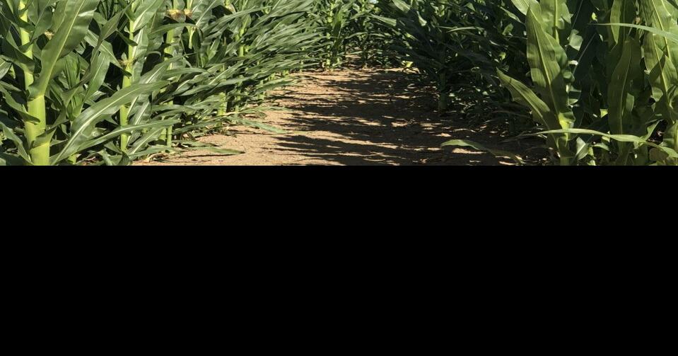 Get lost in the a-MAIZE-ing corn maze at Beck's Harvest House ...