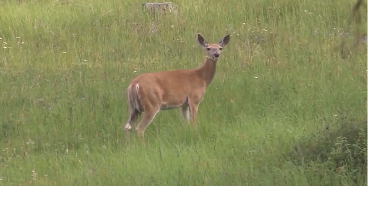 WDFW issues emergency hunting restrictions in response to Chronic ...