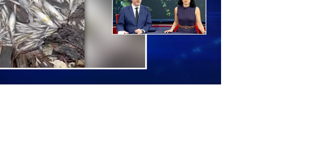 Spokane River mystery: Thousands of fish found dead | Spokane News ...