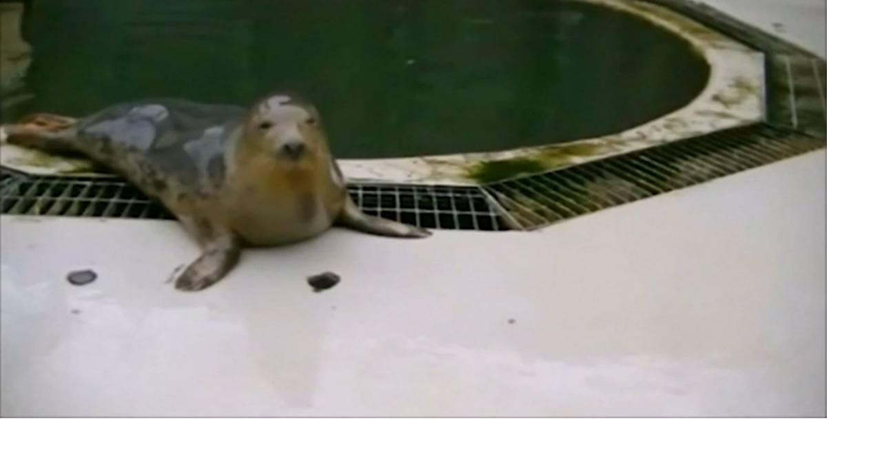 LISTEN: Seals mimic human speech and songs in new study | Spokane News ...