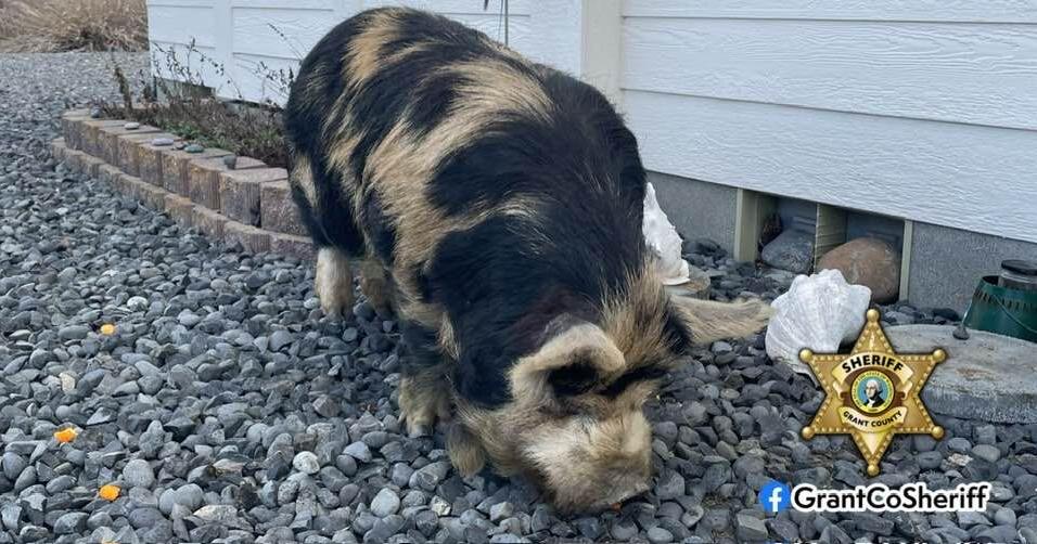Lost pig reunites with owner after deputies find pig away from home ...