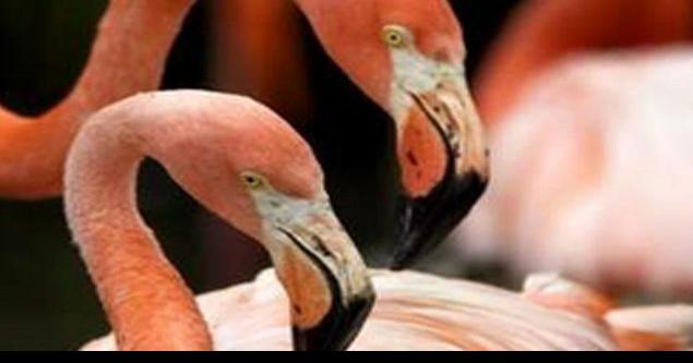 Police: 2 flamingos die after bungled frat prank | Spokane News | khq.com