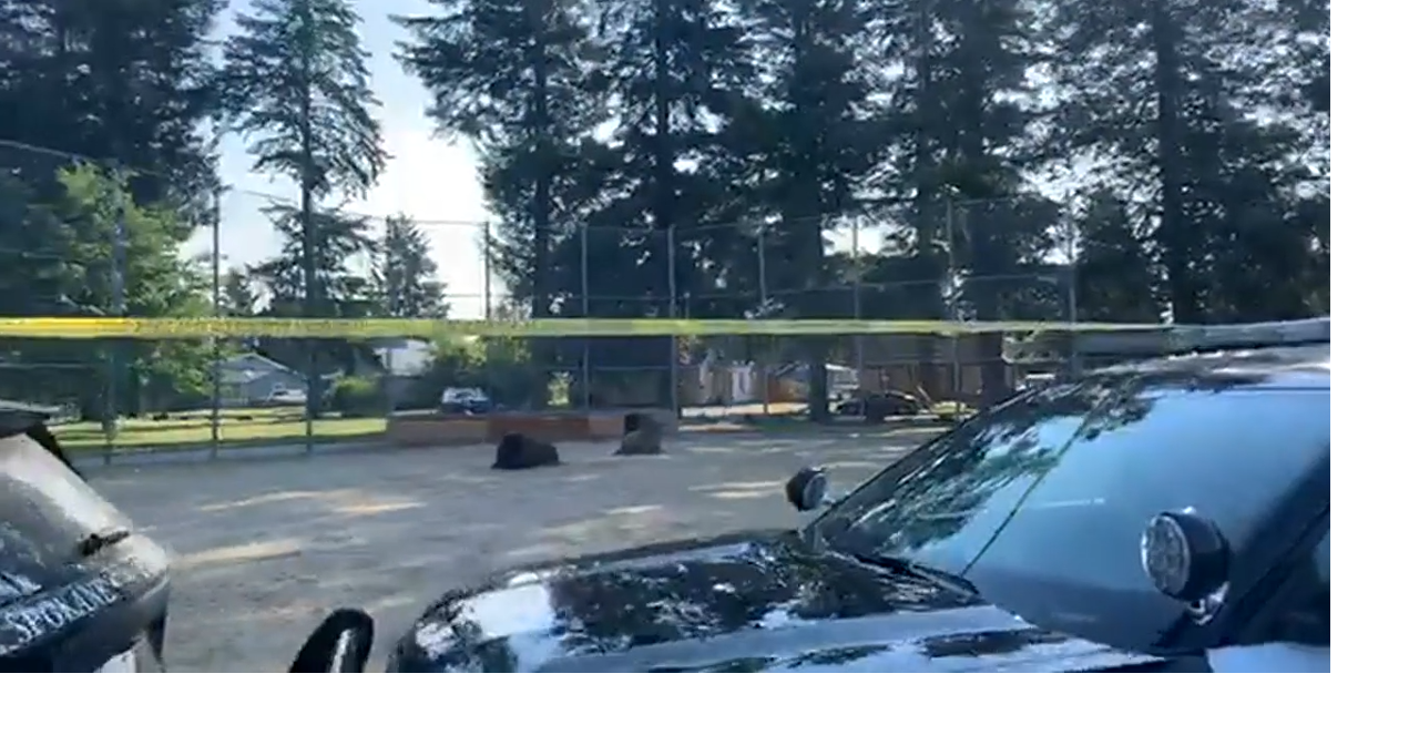 Crews retrieve two bison at Underhill Park that escaped from South HIll ...