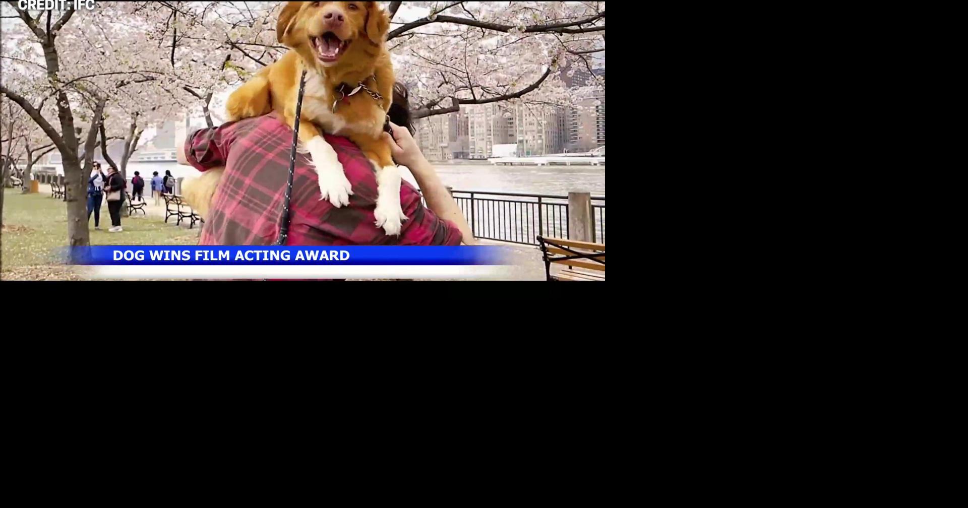 Indy the dog captures spotlight with acting award win | National | khq.com