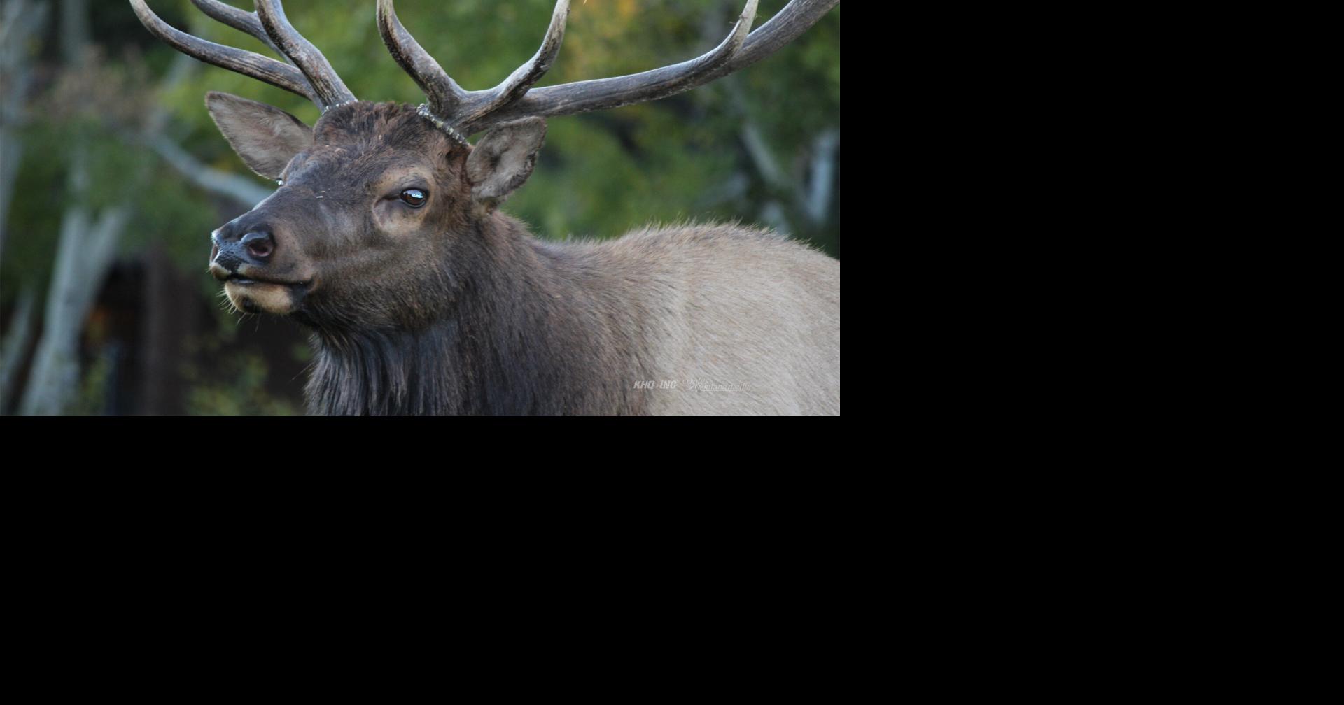WDFW to conduct elk surveys in Blue Mountains | Spokane News | khq.com