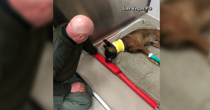 Las Vegas K9 recovering after being stabbed multiple times by suspect ...