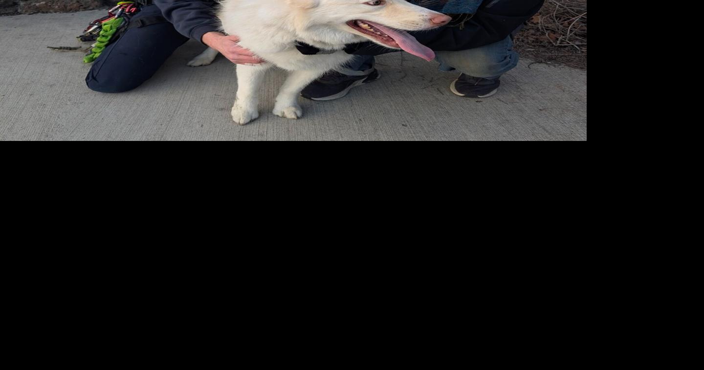 Spokane firefighters rescue dog near Howard Street Bridge | Spokane ...