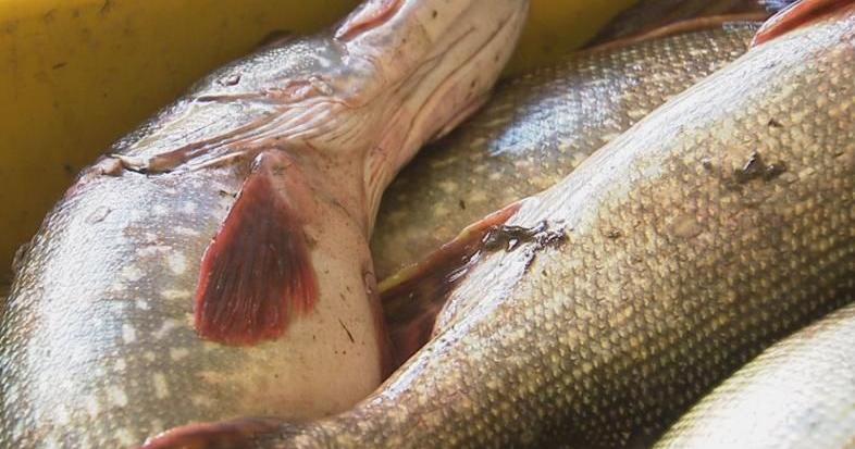 Washington DFW releases solution plan for invasive northern pike fish ...