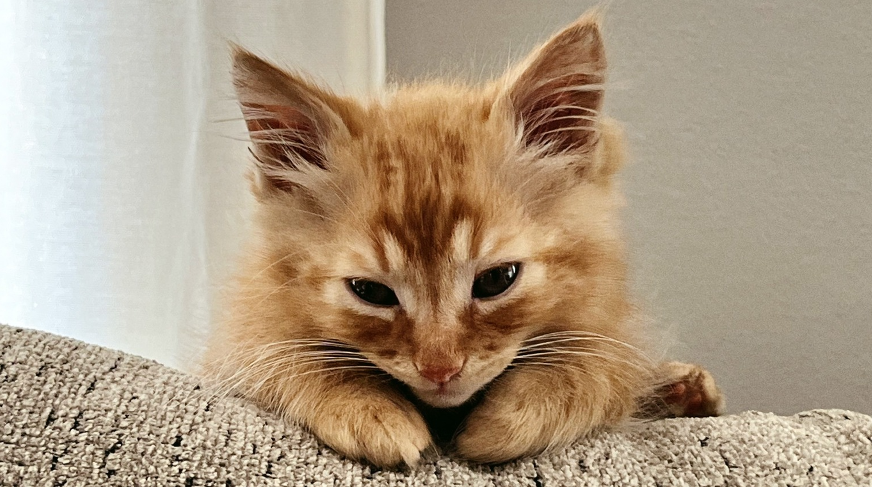 Fat cat eating rat prompts lockdown at Groff Elementary School ...