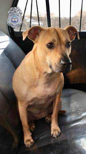 Woman in custody after carjacking, dognapping in East Central Spokane ...